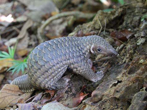 Sunda Pangolin Sabahnites Your Ultimate Sabah Guide