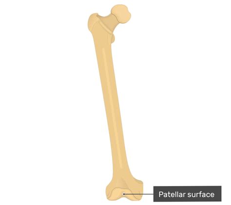 Tibia Bone Posterior