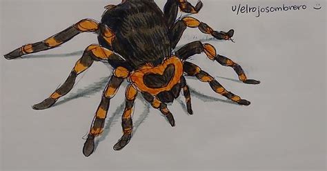 Tarantula Album On Imgur Tarantula Album On Imgur