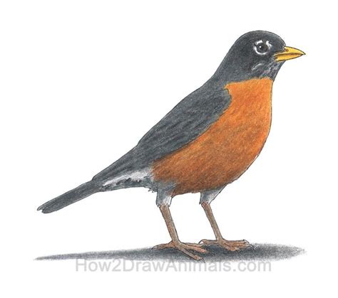 American Robin Drawing