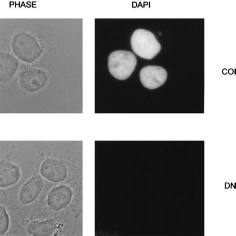 Dapi Staining Shows That Dna Is Released From Formaldehyde Treated Download Scientific Diagram