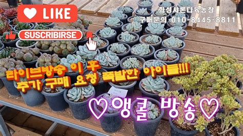 230627♡라이브방송 앵콜 요청 쇄도♡녹화영상으로 한번더 소개드려요♡ 늘 감사드립니다♡♡화성 샤론다육 다육이 묵은둥이 자연군생 판매 국민다육 군생 작품