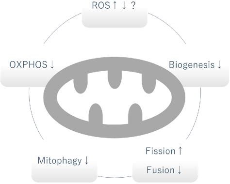 Figure 1 From Glucose And Non Glucose Induced Mitochondrial