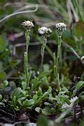 Antennaria Botanica Wikipedia