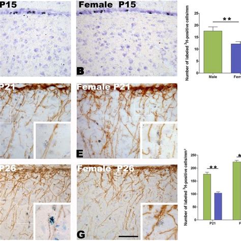 Proliferating Cells In The Ventricular Zone And The Migration Of