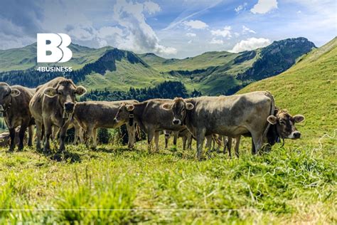 ბაზისბანკის მხარდაჭერით მსხვილფეხა საქონლის ფერმის მშენებლობა