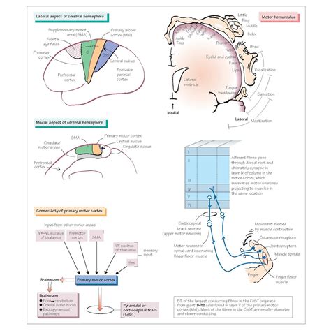 Primary Motor Cortex Pediagenosis