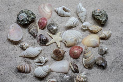 shells and sea snails stock image image of sandy overhead 276897673