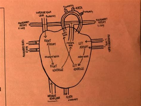 Physiology Part1 Flashcards Quizlet Physiology Part1 Flashcards Quizlet