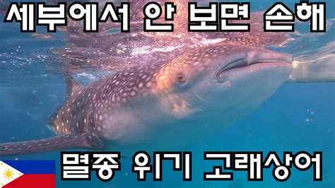 『필리핀』 세부 멸종 위기 고래상어 최저가 즐기기 세계여행 생존기 20 고래상어 투말록 폭 Youtube
