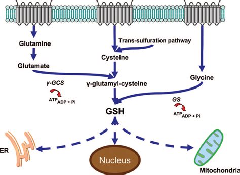 Glutatione Gsh Significato