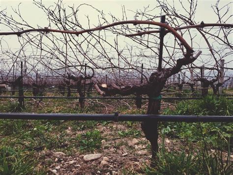 Luca Cappelletti Posted On Linkedin