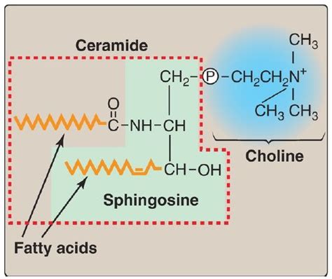 Sphingophospholipid Structure