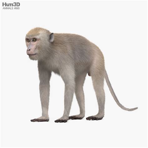 Macaque 3d Models Download