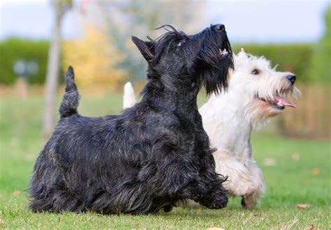 다리 짧은 강아지 종류 5가지 관절 관리에 신경 써야 해요 비마이펫 라이프