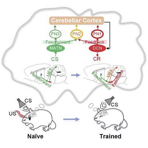 Positive Feedback Of Efferent Copy Via Pontine Nucleus Facilitates Cerebellum Mediated