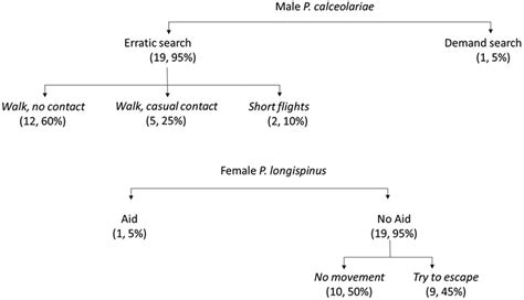Ethogram Of Interspecific Paring Between Male Of Pseudococcus