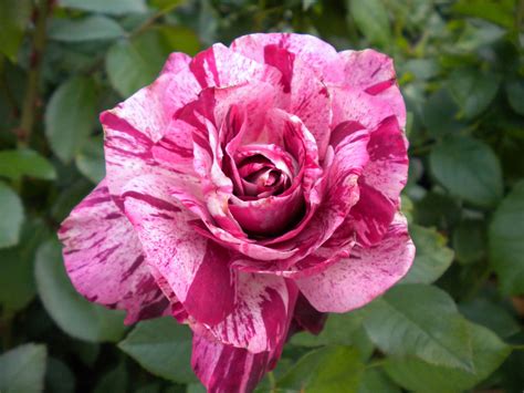 Роза Пурпурный Тигр Фото И Описание – Telegraph