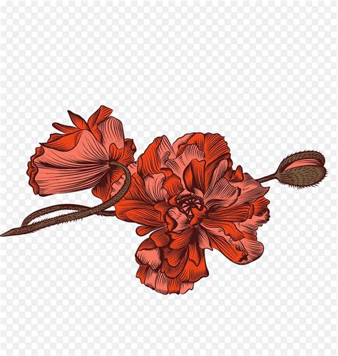 插画古典花朵 罂粟png图片素材下载图片编号yvvmpgzz 免抠素材网