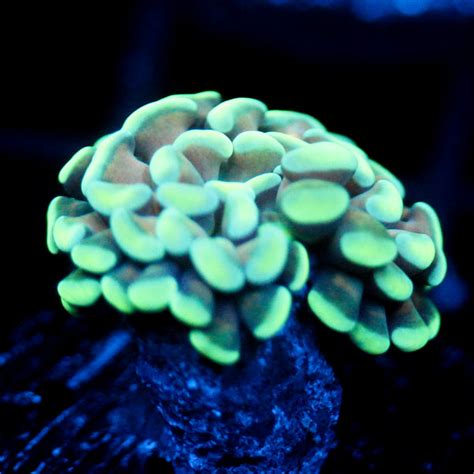 Jc Gold Blush Hammer Jersey Corals