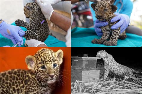 Female Leopard Cub Rescued Reunited With Mother Same Day In Maharashtra