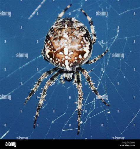 How Do Spiders Get Pregnant At Jane Whitsett Blog