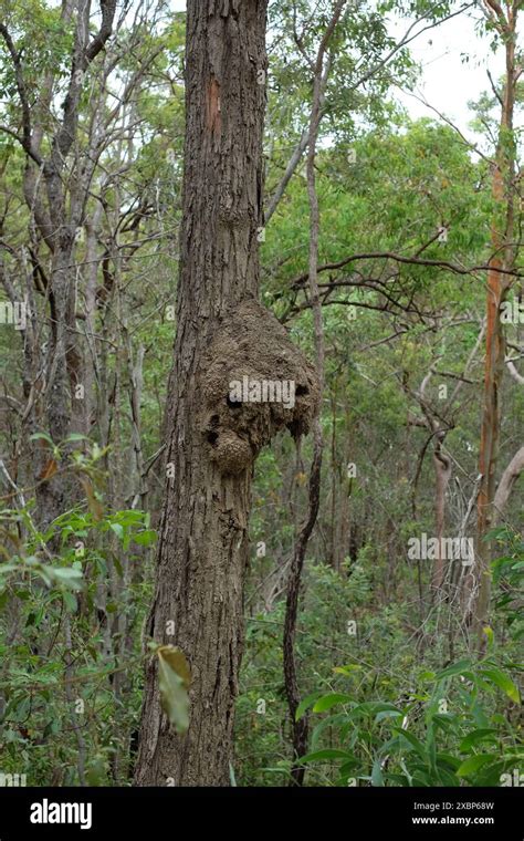 Bird Nest Made From Mud High In The Branches Of A Tree In The Seven Hills Bushland Reserve