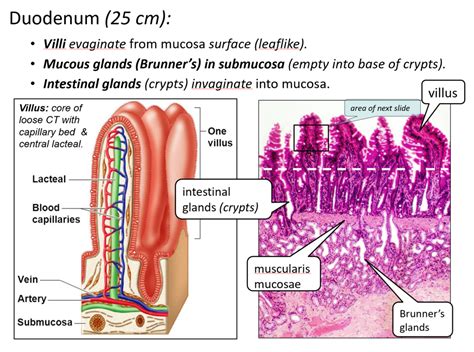 Duodenum Diagram Quizlet