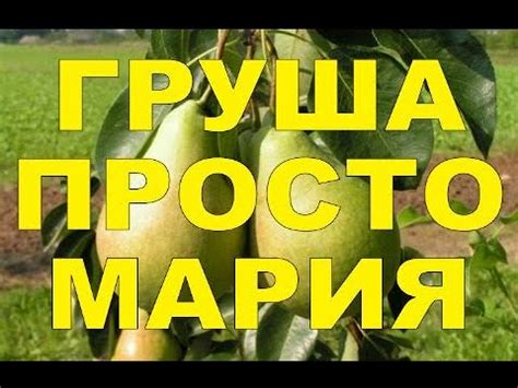 ГРУША ПРОСТО МАРИЯ - ЛУЧШИЙ ОСЕННИЙ СОРТ - YouTube