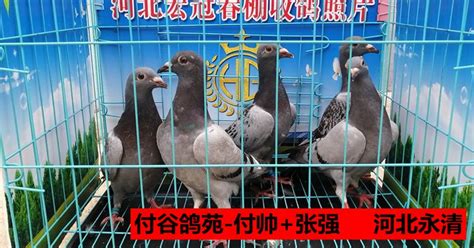 付谷鸽苑 付帅 张强1 zimgs