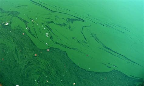 New Blue Green Algae Blooms In Lake Superior Great Lakes Now