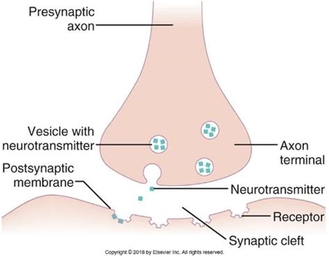 Exam 2 Synaptic Transmission 92 Flashcards Quizlet