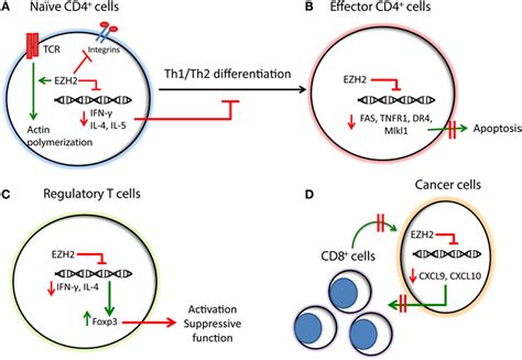 Frontiers Regulation Of T Cell Differentiation And Function By Ezh2