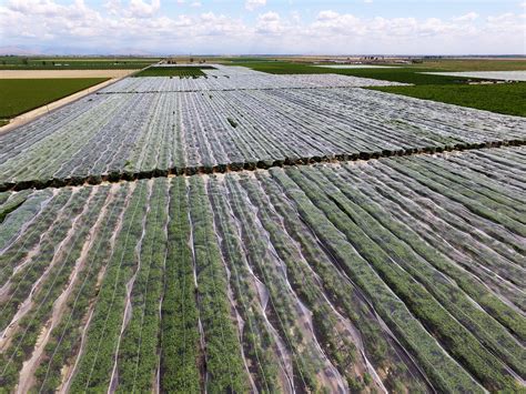 Anti Hail Netting Inseason Ag Innovations