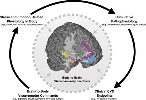 Neuroanatomically Connected Limbic And Cortical Brain Regions Linking