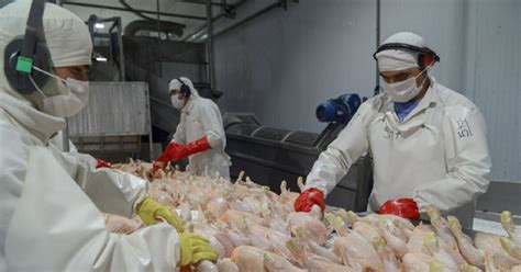 El Reino Unido Reabrió La Importación De Carne De Pollo Argentina Tras