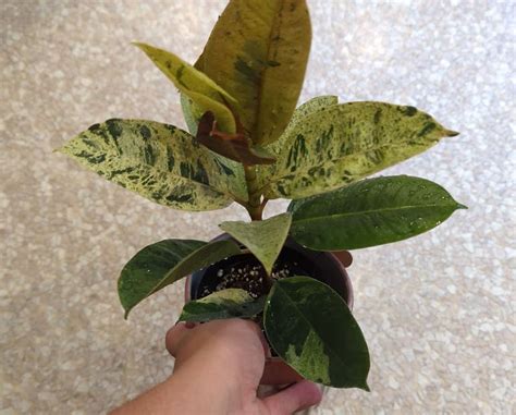 Propagating Ficus Elastica Shivereana Step By Step Guide