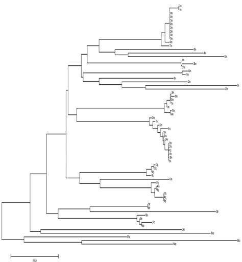 Dendrogram Obtained Using Nj Neighbor Joining With Cpdna Primer Download Scientific Diagram