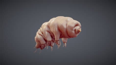 Tardigrade