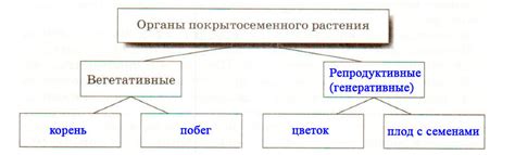 Соотнеси названия структур семени двудольного растения с цифрами на