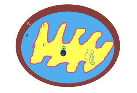Mitochondria Structure Flashcards Quizlet