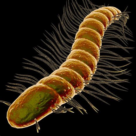 3d Microbe Model Turbosquid 1972726