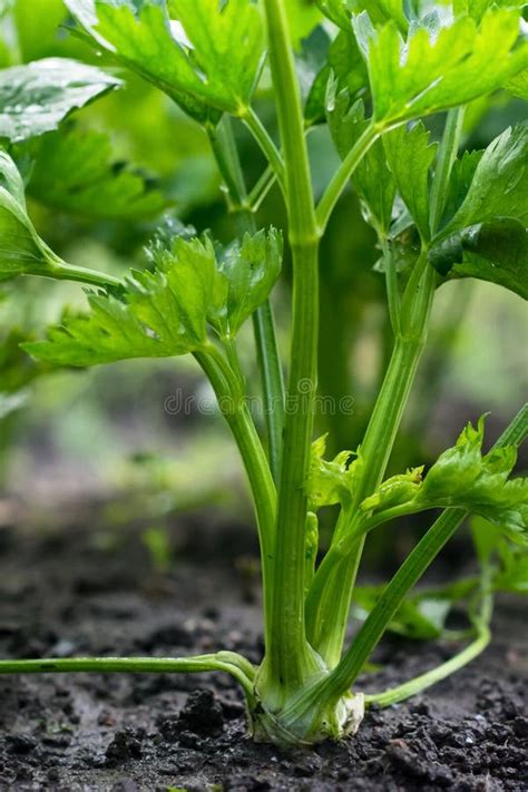 Celery Root Growing In Vegetable Garden At Summertime Celery Growing