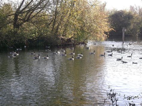 Duck Swarm By Xanderhall1 On Deviantart