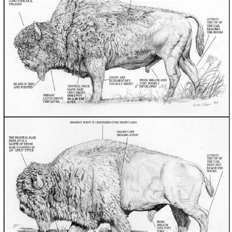 Key Morphological Differences Between Mature Wood Bison Top And Download Scientific Diagram
