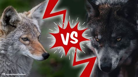 Coyote Vs Wolf