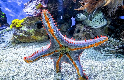 Download Colorful Sea Star Aquatic Display Wallpaper