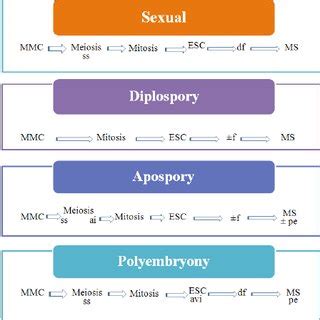 Apomictic Reproduction Compared To Sexual Reproduction In Flowering Plants Download Scientific