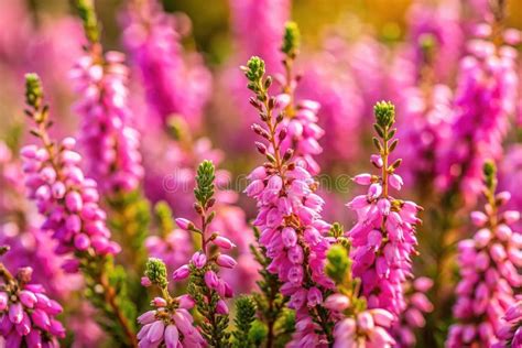 Heather Blossom Stock Illustrations 1453 Heather Blossom Stock