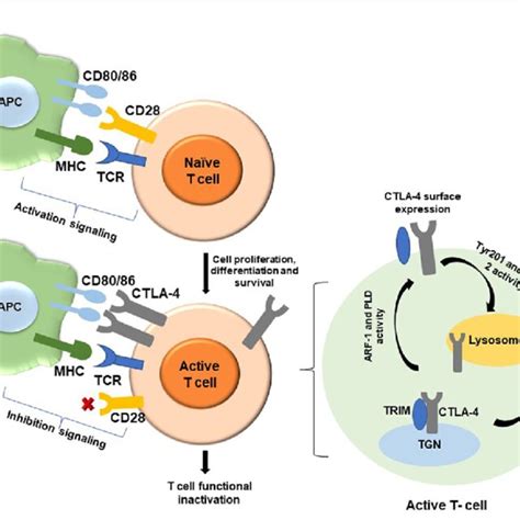 Ctla 4 Signaling In T Cell And Functioning Ctla 4 Targets Different Download Scientific Ctla 4 Signaling In T Cell And Functioning Ctla 4 Targets Different Download Scientific